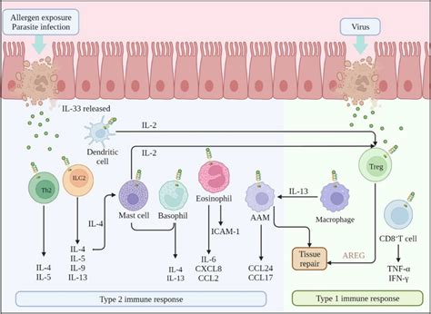 The Role Of Il 33 In Inflammation After Allergen Exposure And Parasite