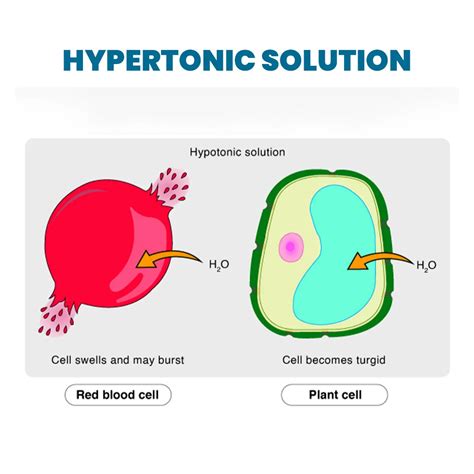 Hypotonic Solution Definition Examples And Importance