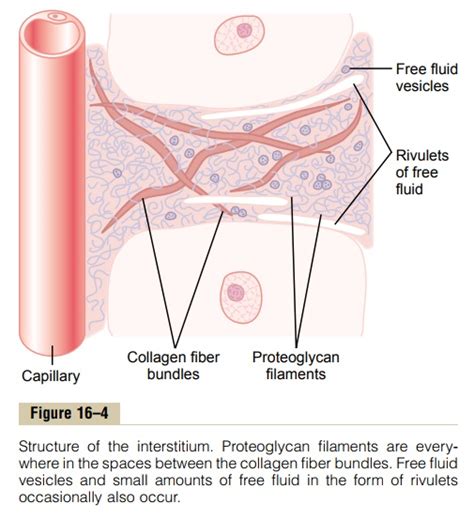 The Interstitium And Interstitial Fluid