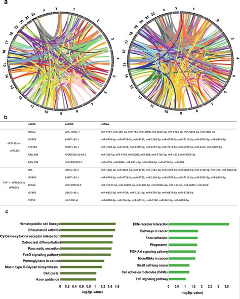Lncrna Mrna Related Cerna Network During Osteogenic Differentiation Download Scientific
