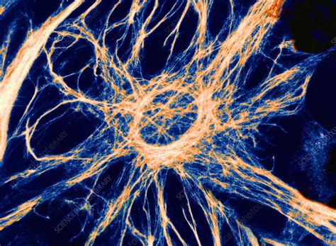 Cultured Myofibroblasts Stock Image C0121309 Science Photo Library