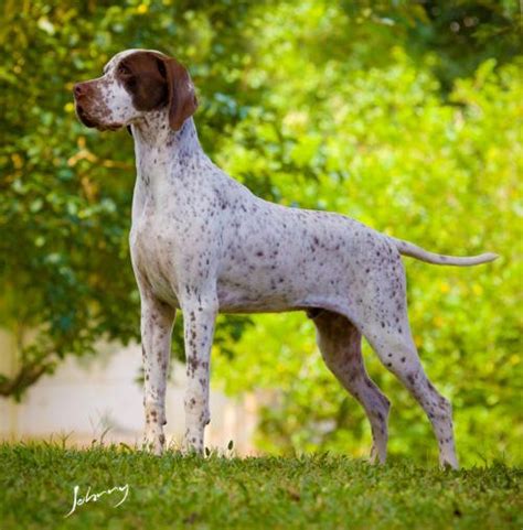 Pointer Inglês Canil Dobes Den Criação Especializada