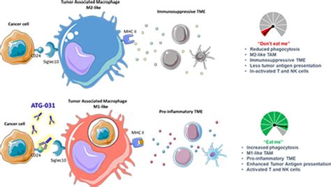 482 Atg 031 A First In Class Anti Cd24 Antibody Showed Potent Preclinical Anti Tumor Efficacy