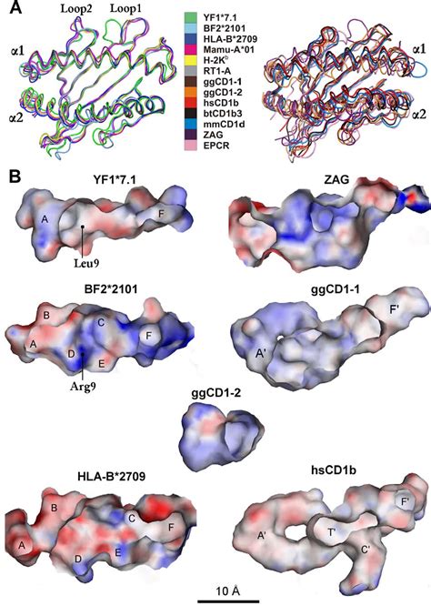 Figure 2 From Structure Of A Classical Mhc Class I Molecule That Binds