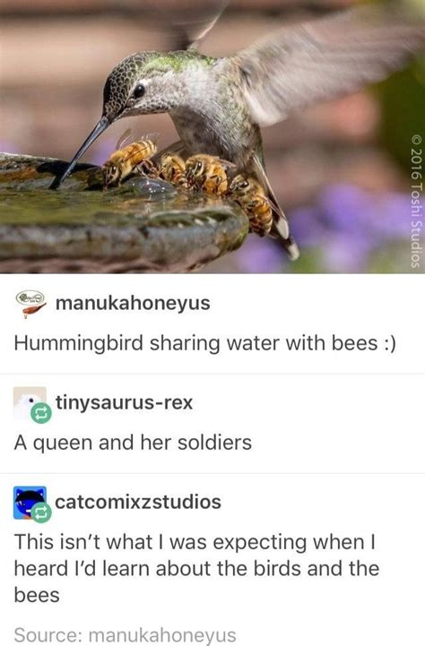 Chirp Meme