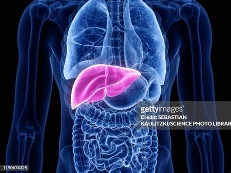 Unlocking The Power Of Liver Health By Link Ninjaa Oct 2023 Medium