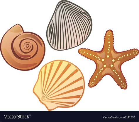 Sea Cockleshell Royalty Free Vector Image Vectorstock