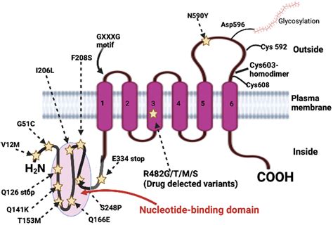Protein Polymer Structure