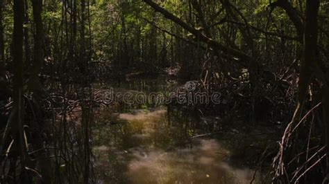 Time Lapse Of Mangrove Trees Tide In Marine Estuaries Tidal Mudflat 0018 Stock Video Video Of