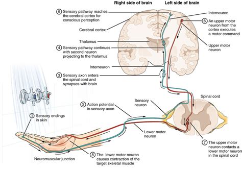 Reticulospinal Tract Facts Location Pathology Roles And Summary