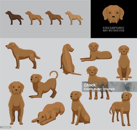 개 체사 피크 베이 리트리버 만화 벡터 일러스트 레이 션 색상 변형 세트 체서피크베이 리트리버에 대한 스톡 벡터 아트 및 기타 이미지 체서피크베이 리트리버 귀여운