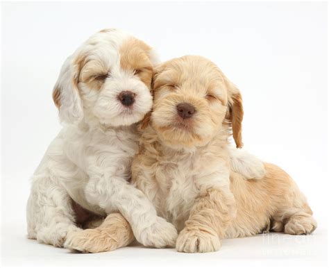 Two Sleepy Cockapoo Puppies Photograph By Mark Taylor Pixels