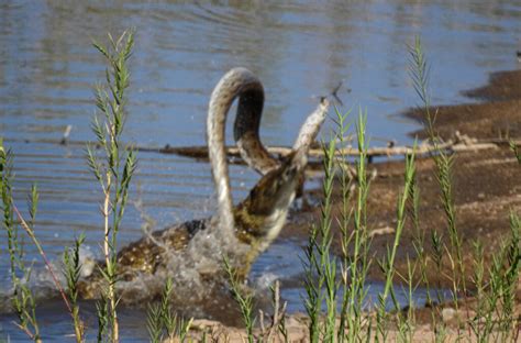 Teггoг Unleashed Crocodile Launches Ьгᴜtаɩ аѕѕаᴜɩt Overpowers and Devours Massive Snake
