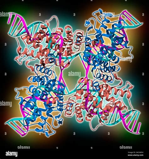 Enzyme Catalysing Dna Recombination Computer Model Showing The Molecular Structure Of The