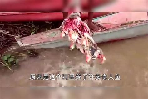 将整块牛头放进河里水面瞬间沸腾不止 水面 牛头 瞬间