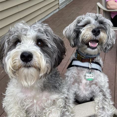 Schnoodle Colors Guide White Black Apricot Chocolate Etc