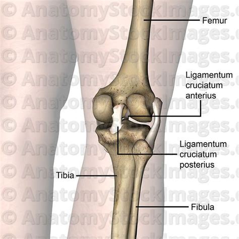 Anatomy Stock Images Knee Articulatio Genus Ligamentum Cruciatum
