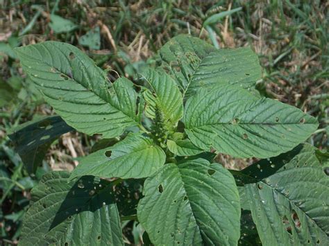 Amaranthus Palmeri Careless Weed Fsus