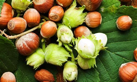 Problems To Look Out For With Hazelnut Bushes Hummingbird Acres