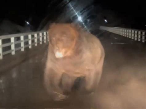 Terrifying Moment Rampaging Bear Charges At Car After Spate Of Deadly