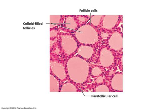 Bio 202 Lab Practical Flashcards Quizlet
