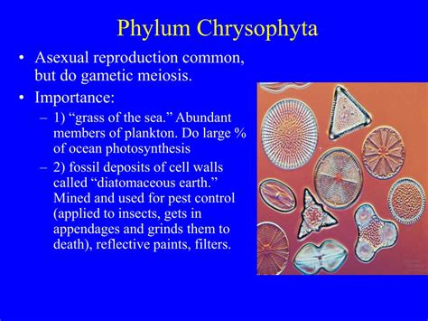 Ppt Protists And Fungi Powerpoint Presentation Free Download Id235278
