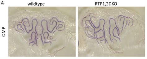 Figures And Data In Olfactory Receptor Accessory Proteins Play Crucial