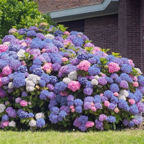 Chuxay Garden Mixed Hydrangea Macrophylla Bigleaf Hydrangeafrench