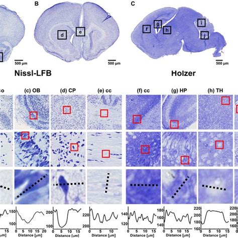 Laminar Structure Of Isocortex Of Ex Vivo Mouse Somatosensory Cortex