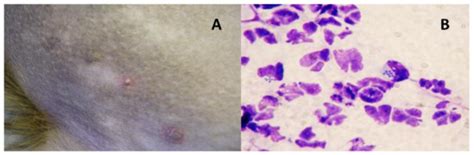 Clonal Diversity And Antimicrobial Resistance Of Methicillin Resistant