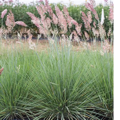 Savannah Grass Ornamental Grass Seed Aeseeds