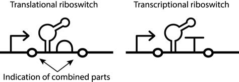 functional rna glyphs · issue 79 · synbiodex sbol visual · github