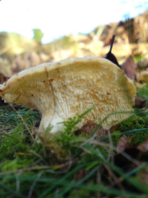 Hedgehog Mushroom Edibility Identification Distribution Ecology Galloway Wild Foods
