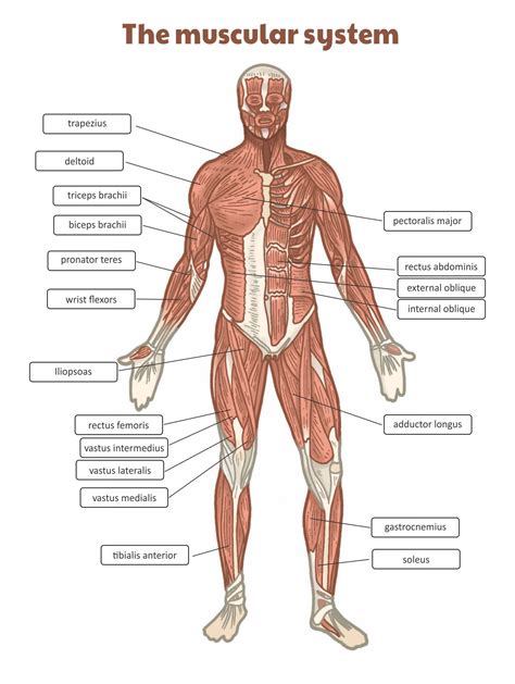 Printable Worksheets Muscle Anatomy Printable Jd