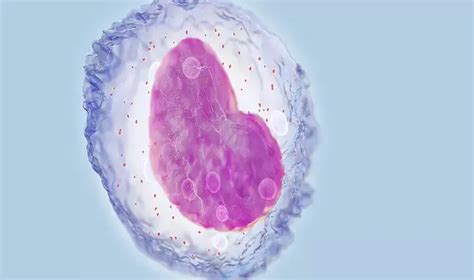 What Level Of Monocytes Is Dangerously High