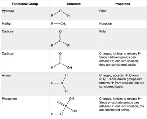 Biology Functional Groups Diagram Quizlet