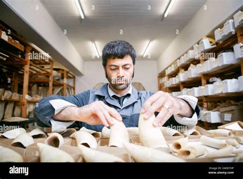 Sperm Whale Physeter Macrocephalus Skeleton Preparation Conservator