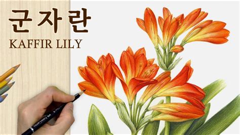 군자란을 색연필로 그리는 법 따라해보세요 Kaffir Lily Flower Drawing Youtube