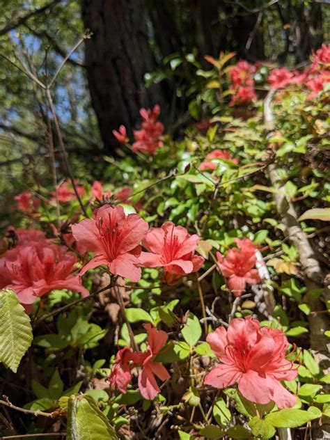 京都一周トレイル7（沢山） Jiririさんの京都一周トレイルの活動データ Yamap ヤマップ