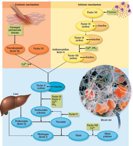Nrs236 Platelet Disorders Flashcards Quizlet