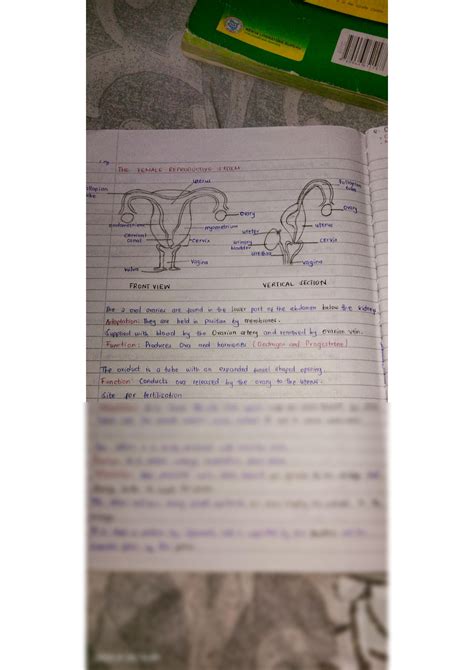 Solution Igcse Biology Female Reproductive System Studypool