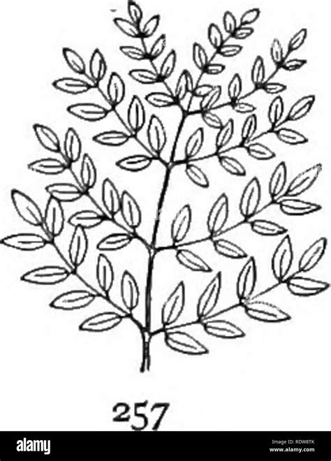 Trifoliate Compound Leaf