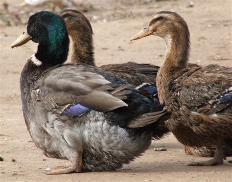 Rouen Duck Rouen Ducks Fowl Lqdg