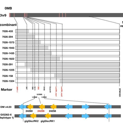 Fine Mapping The Scr74 Response Gene To A G Lecrk Locus Download