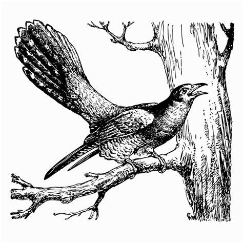 Premium Vector Cuckoo Cuculus Canorus