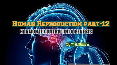 Class 12 Human Reproduction Part 12 Hormonal Control Of Oogenesis
