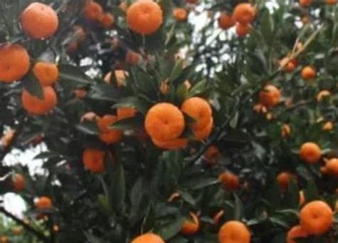 兴安界首蜜桔 桂林兴安县特产界首蜜桔 产地水果农产品柑橘 广西产地宝
