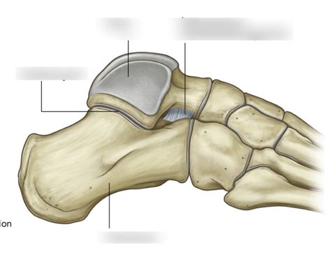 Subtalar Joint Diagram Quizlet