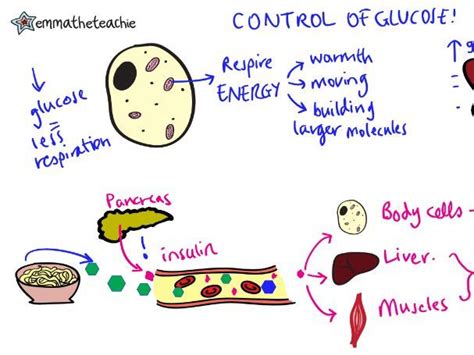 Control Of Blood Glucose Revision Video Gcse 9 1 Bio And Combined Science