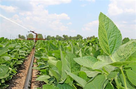 Scientists Discover How Nematodes Attack Crops Farm Progress